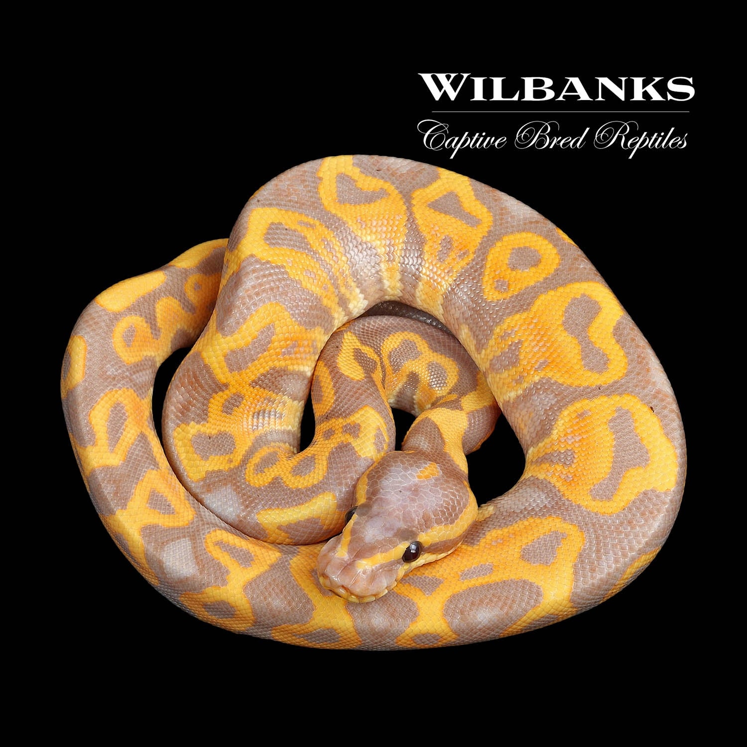 Orange Crush Banana Leopard Yellow Belly Ball Python by Wilbanks ...