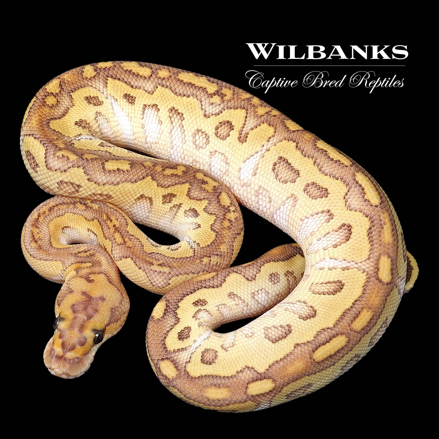 Butter Yellow Belly Clown Ball Python by Wilbanks Captive Bred Reptiles ...