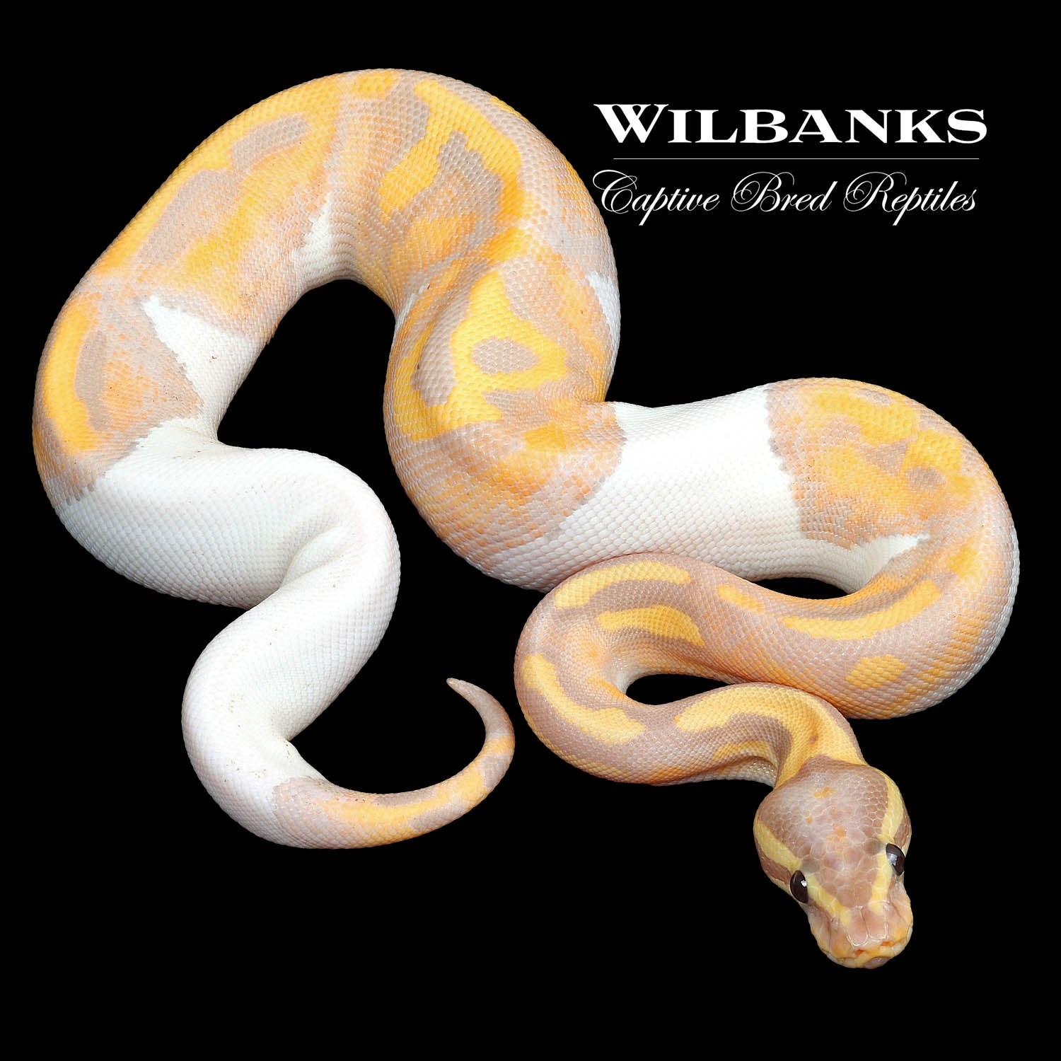 Banana Pied Ball Python by Wilbanks Captive Bred Reptiles - MorphMarket
