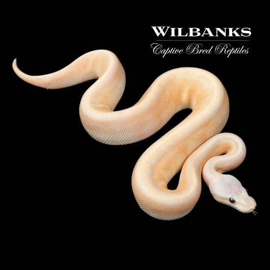 Banana Pewter Fire Pinstripe Ball Python by Wilbanks Captive Bred Reptiles