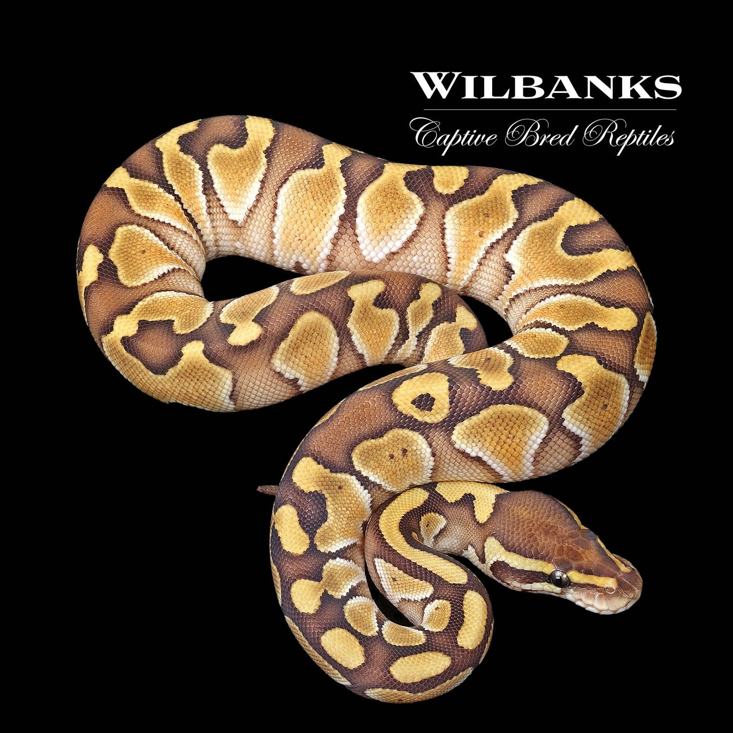 Butter Ball Python by Wilbanks Captive Bred Reptiles - MorphMarket