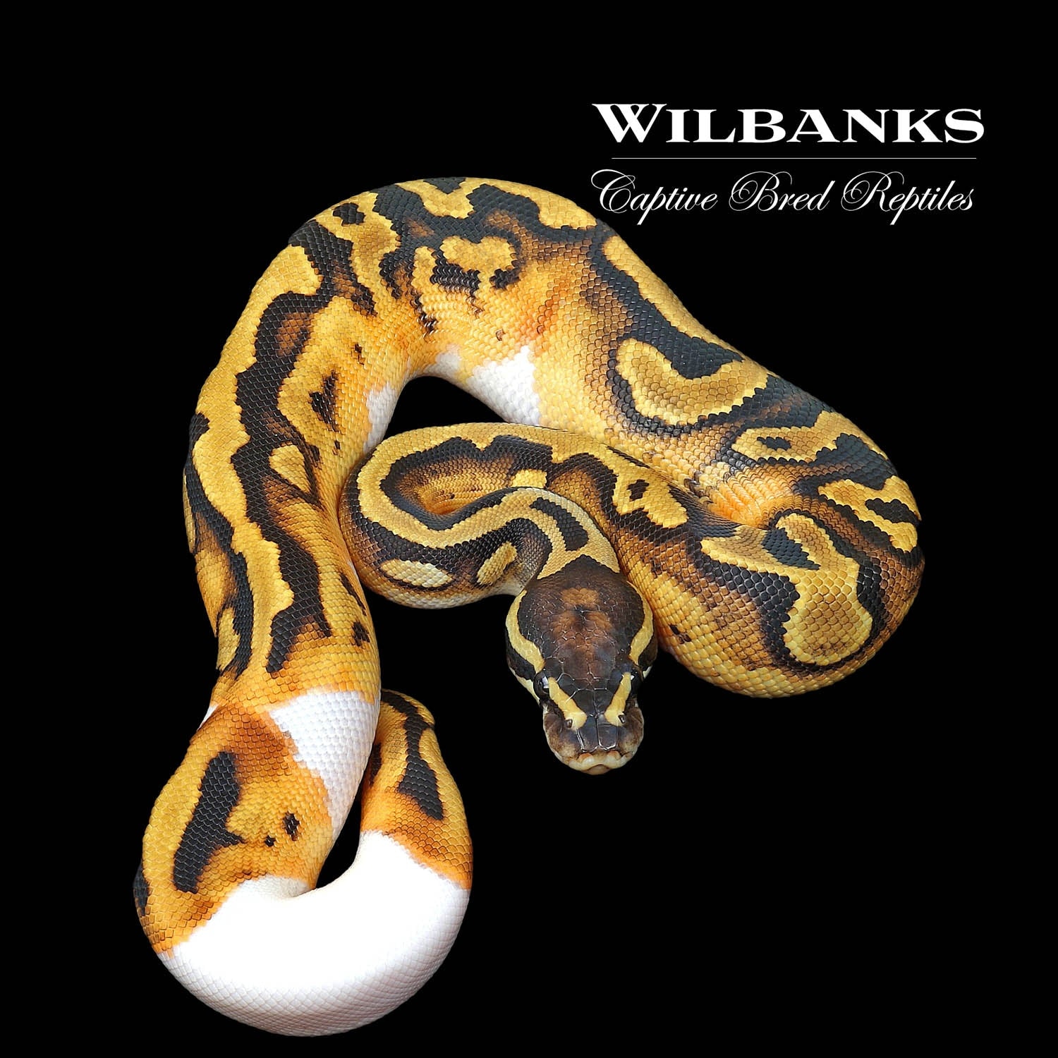 Pied Ball Python by Wilbanks Captive Bred Reptiles - MorphMarket