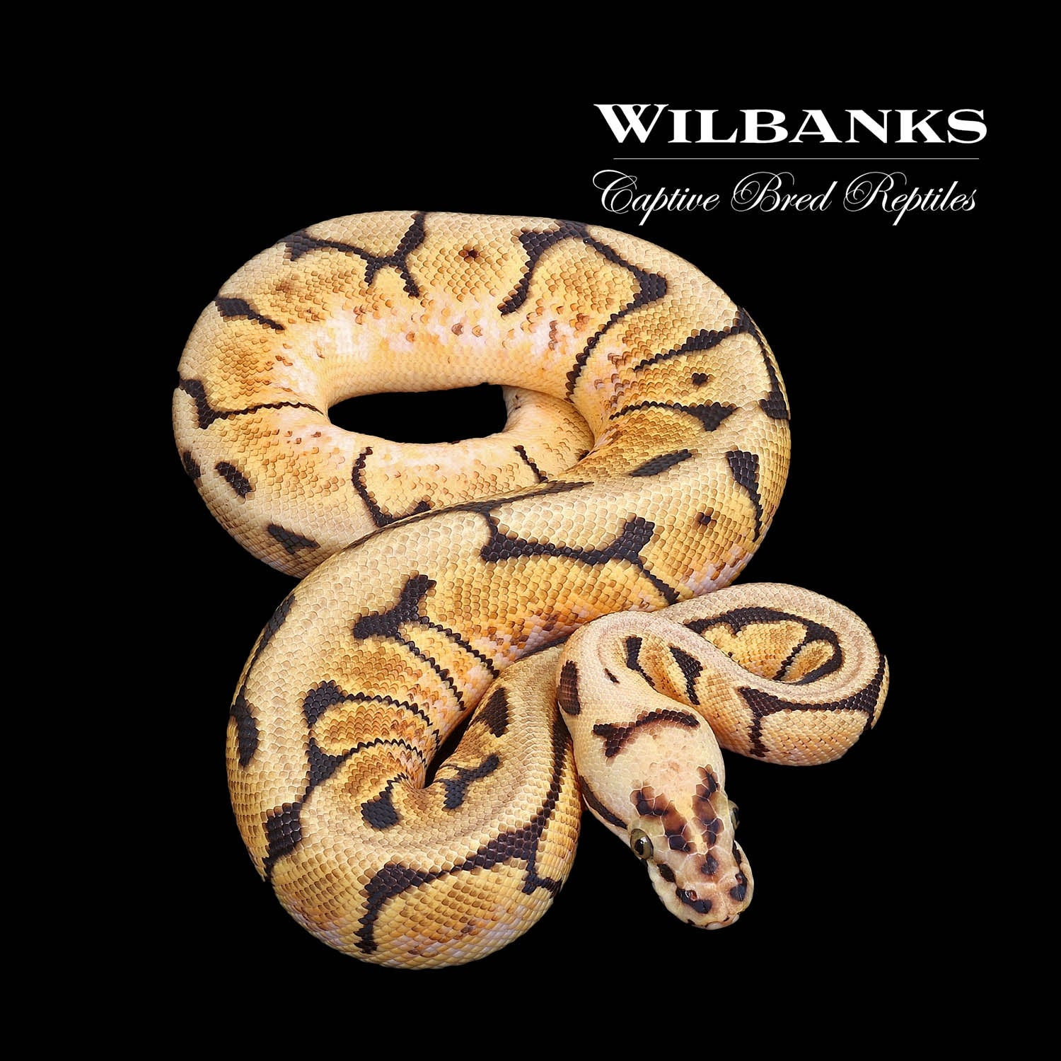 Bumble Bee 100% Het. Pied Ball Python by Wilbanks Captive Bred Reptiles ...