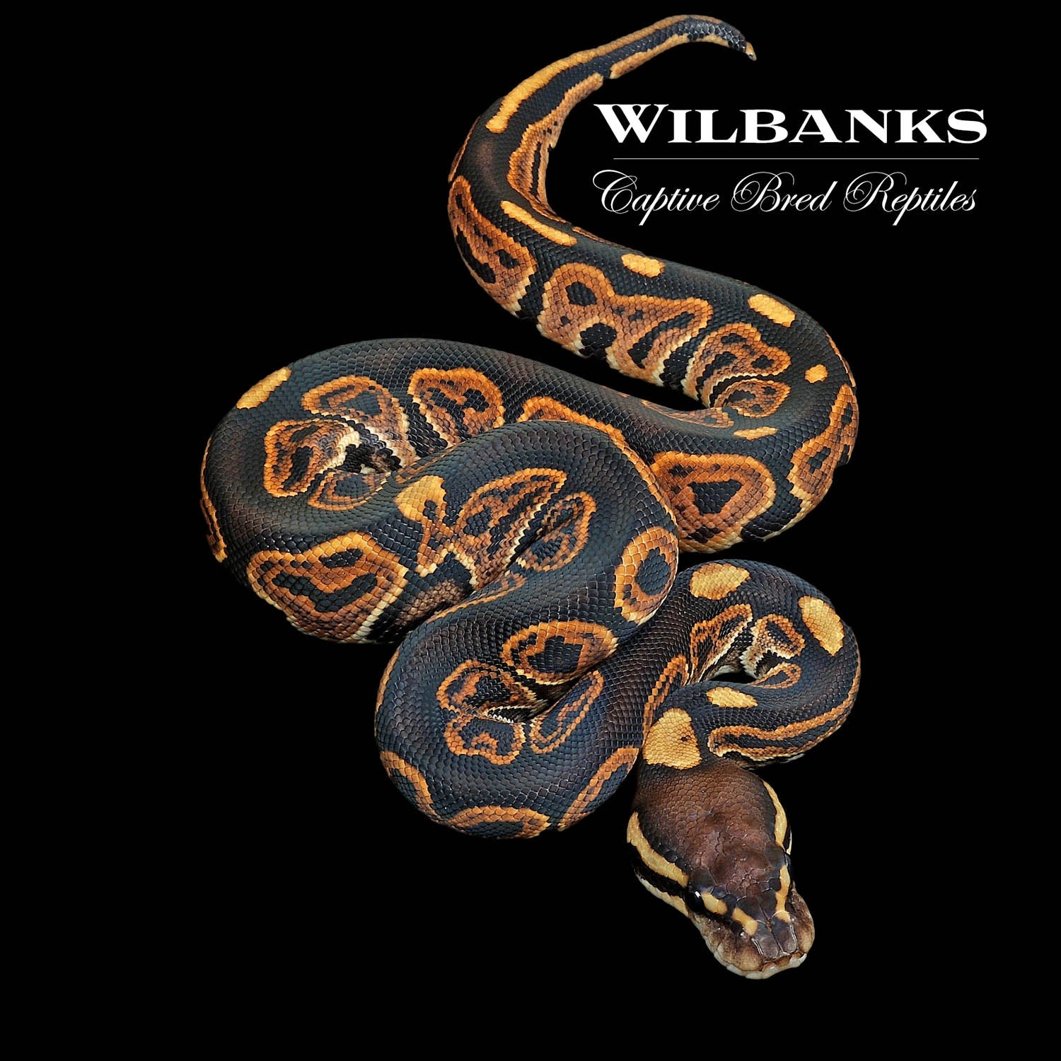 Black Pastel Ball Python by Wilbanks Captive Bred Reptiles - MorphMarket