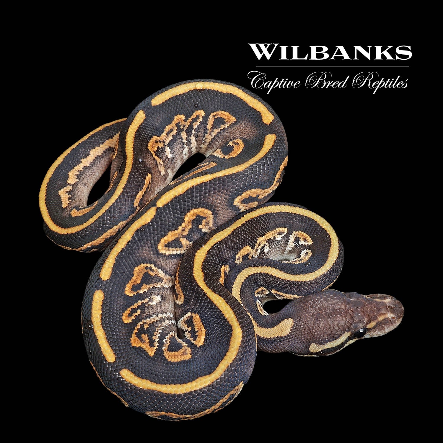 Black Pastel Mojave Ball Python by Wilbanks Captive Bred Reptiles ...