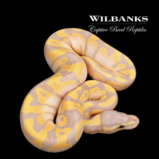 Banana Fire Ball Python by Wilbanks Captive Bred Reptiles