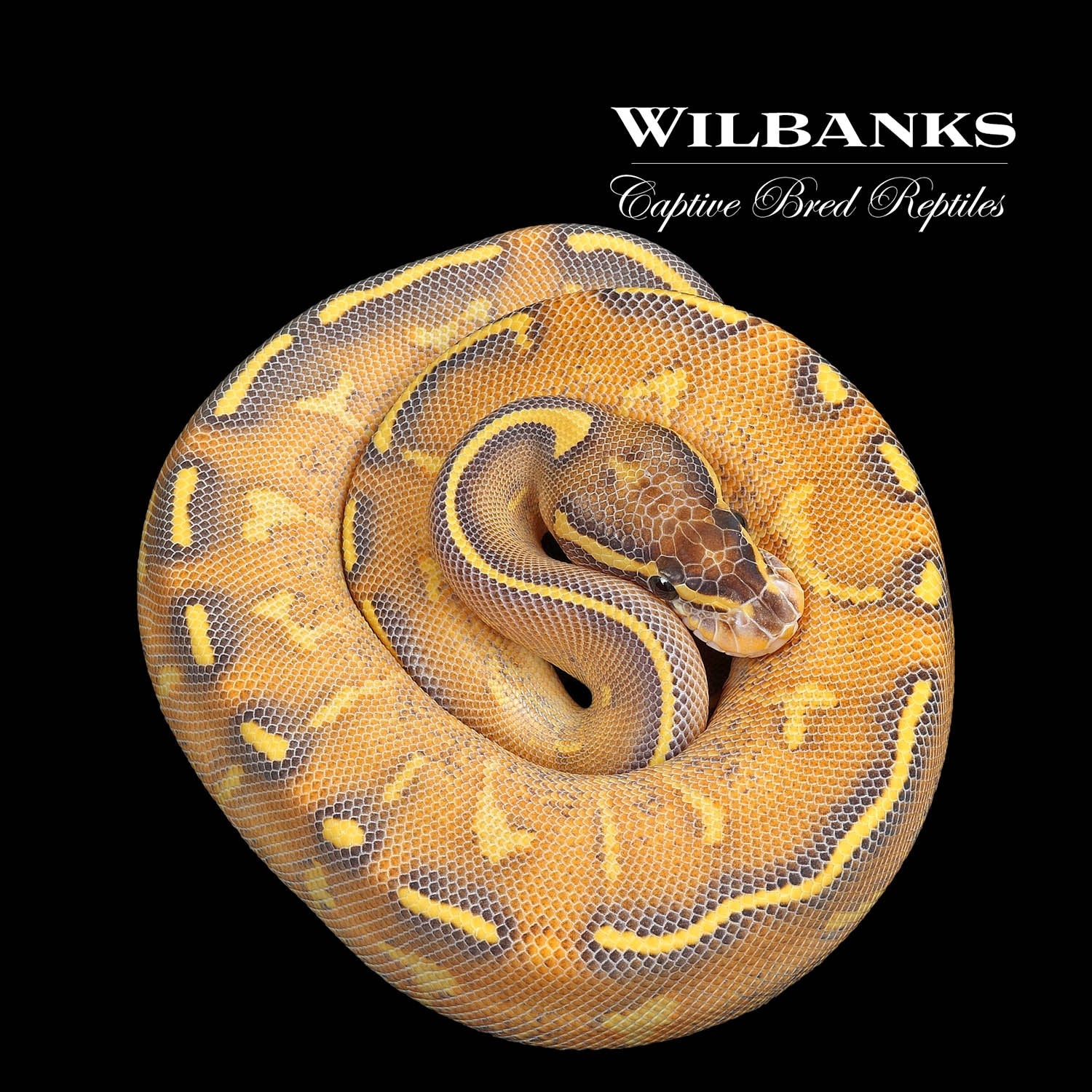 Highway Ball Python by Wilbanks Captive Bred Reptiles - MorphMarket