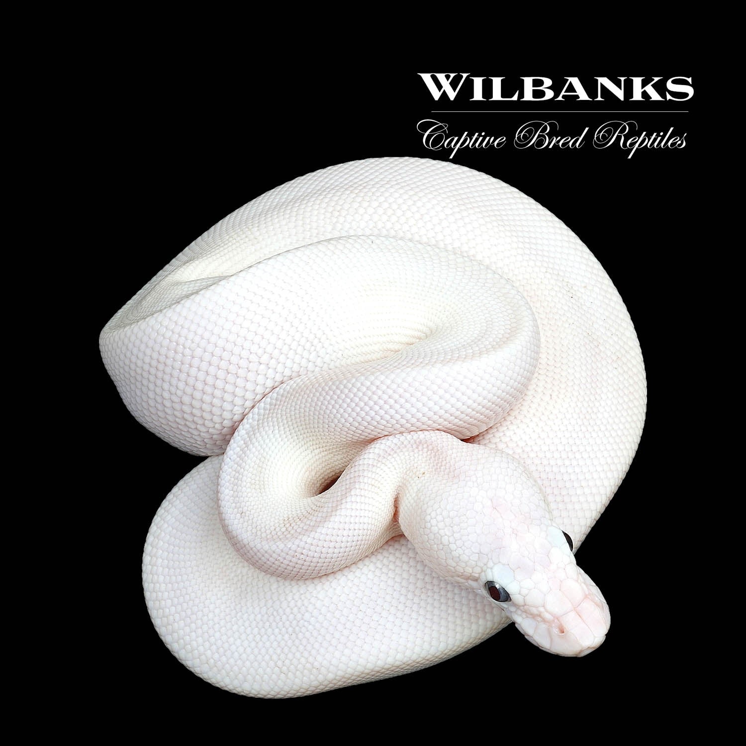 Blue Eyed Lucy (Butter Mojave) Ball Python by Wilbanks Captive Bred ...