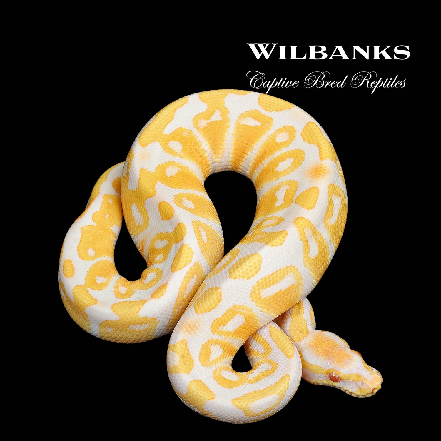 Candino Ball Python by Wilbanks Captive Bred Reptiles - MorphMarket