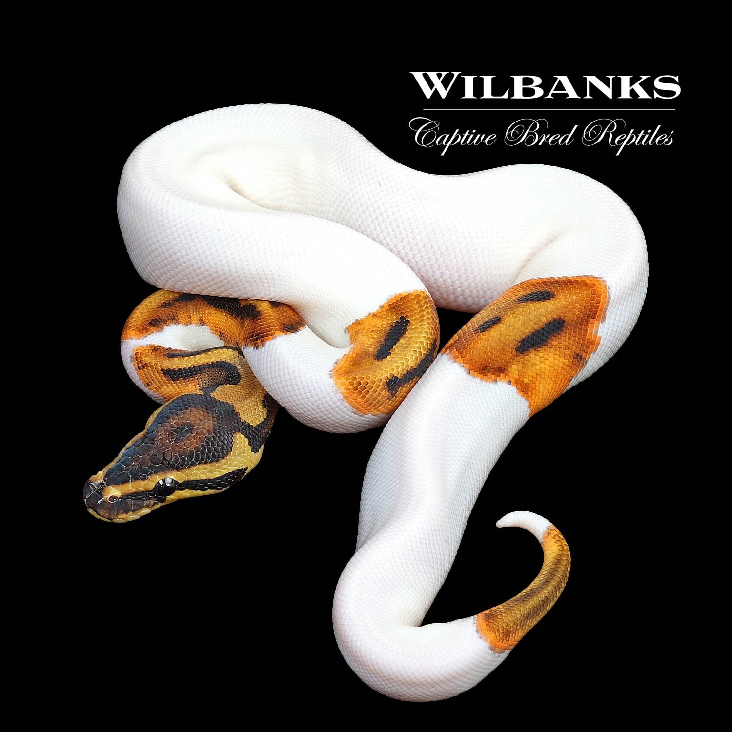 Pied (Emoji) Ball Python by Wilbanks Captive Bred Reptiles - MorphMarket