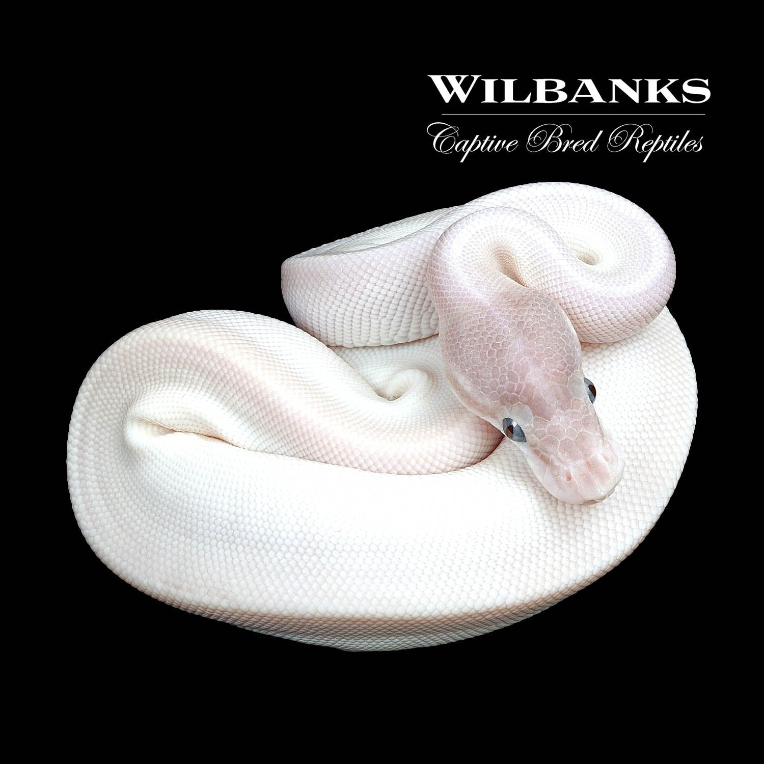 Blue Eyed Lucy (Super Mojave) Ball Python by Wilbanks Captive Bred ...