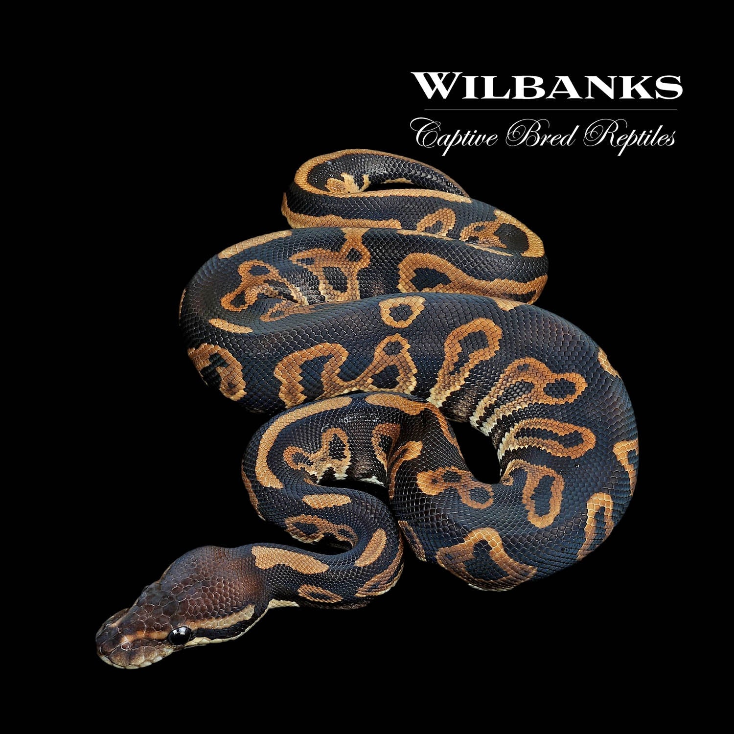 Cinnamon Leopard Ball Python by Wilbanks Captive Bred Reptiles ...
