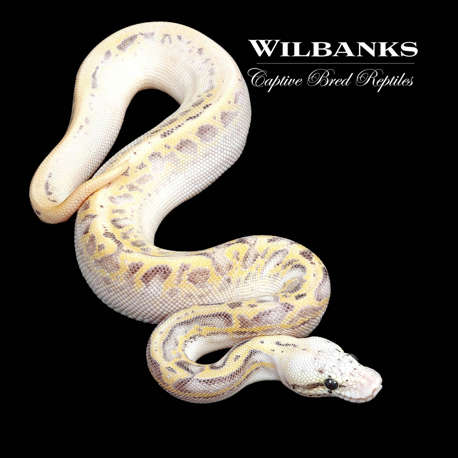 Pastel Leopard Spotnose Highway Ball Python by Wilbanks Captive Bred ...