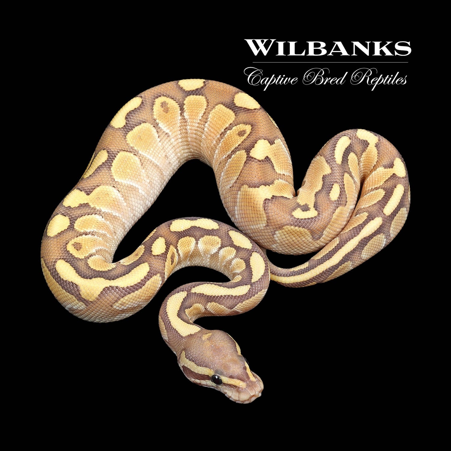Nuclear Crush Ball Python by Wilbanks Captive Bred Reptiles - MorphMarket