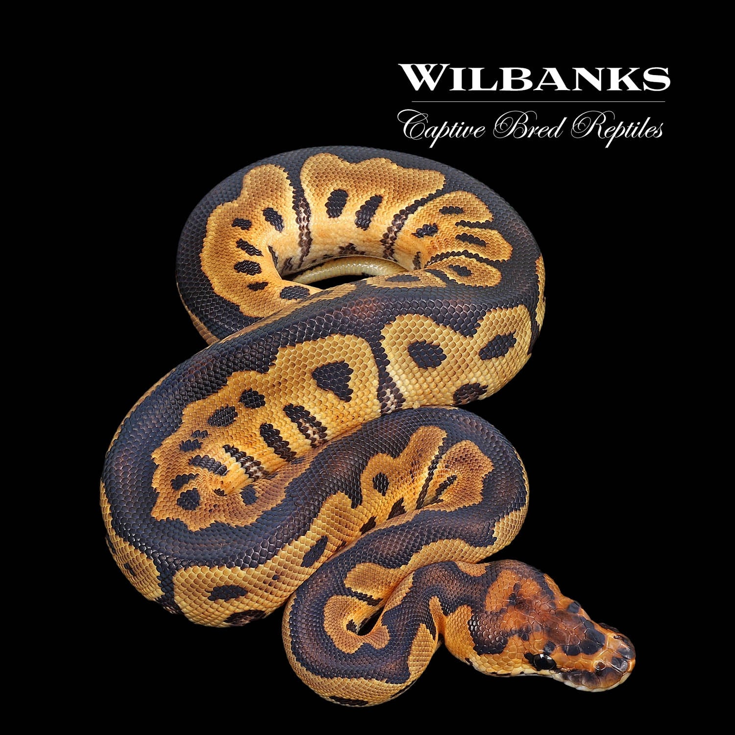 Clown Ball Python by Wilbanks Captive Bred Reptiles - MorphMarket