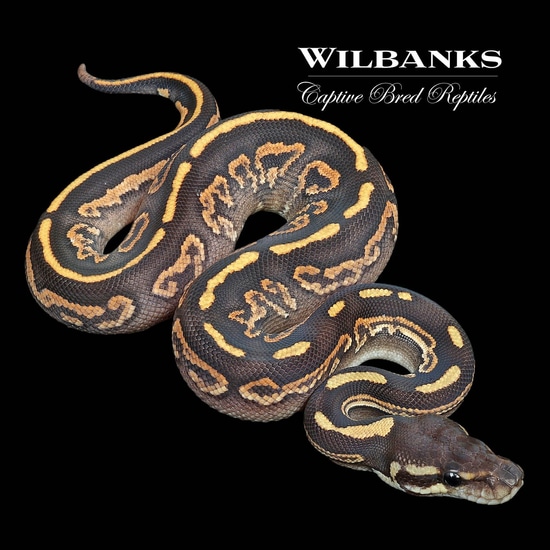 Black Mojave Fire Ball Python by Wilbanks Captive Bred Reptiles
