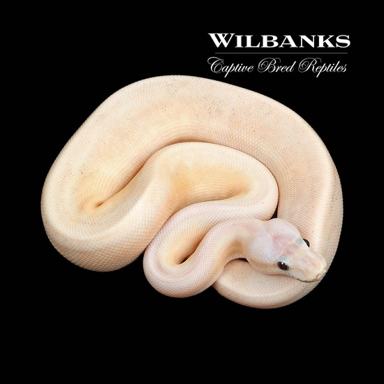 Banana Pewter Fire Pinstripe Ball Python by Wilbanks Captive Bred Reptiles