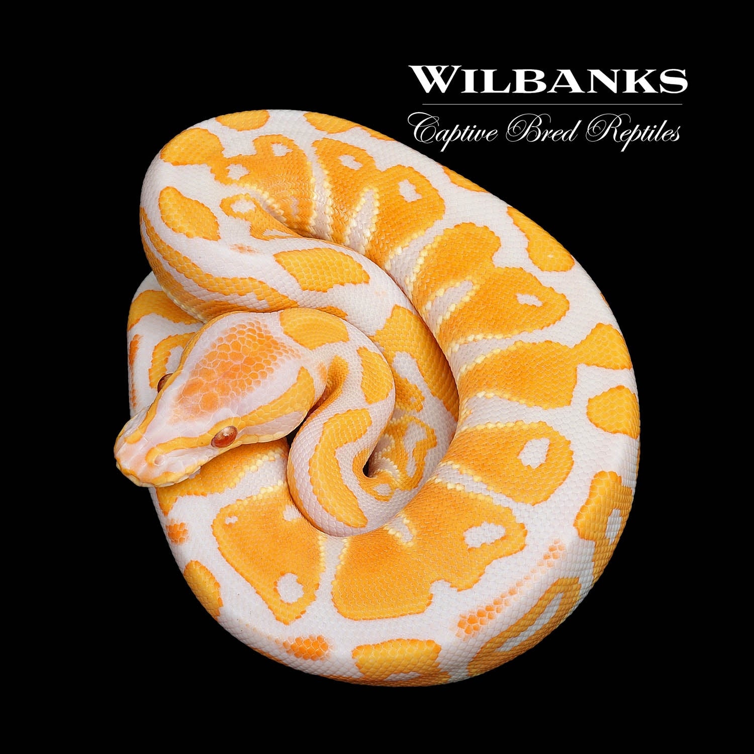Lavender Albino Ball Python by Wilbanks Captive Bred Reptiles - MorphMarket