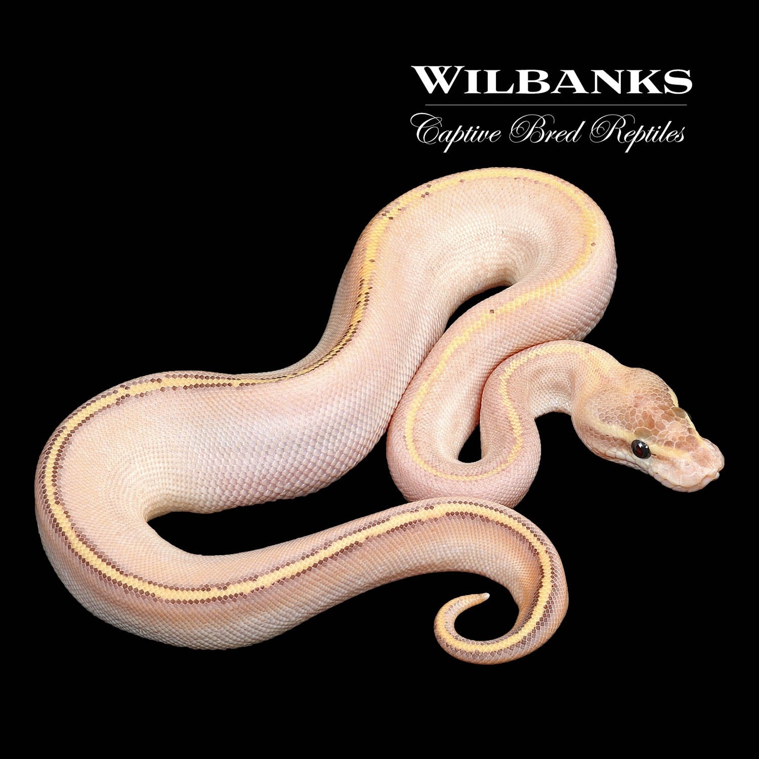 Blackhead Puma Ball Python by Wilbanks Captive Bred Reptiles - MorphMarket