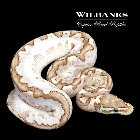 Bamboo Enchi Sugar Ball Python by Wilbanks Captive Bred Reptiles