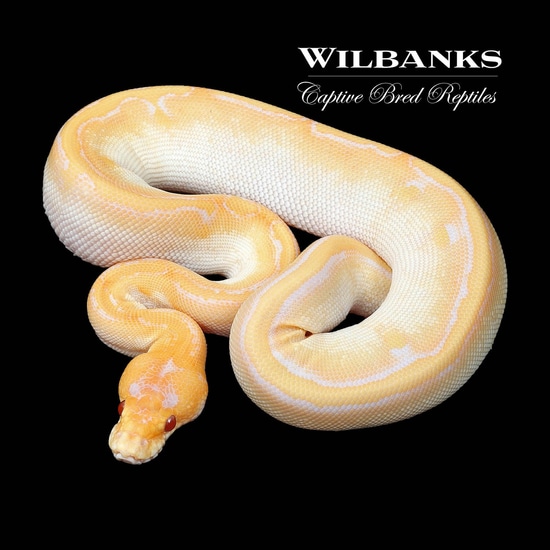 Lavender Albino Champagne Ball Python by Wilbanks Captive Bred Reptiles