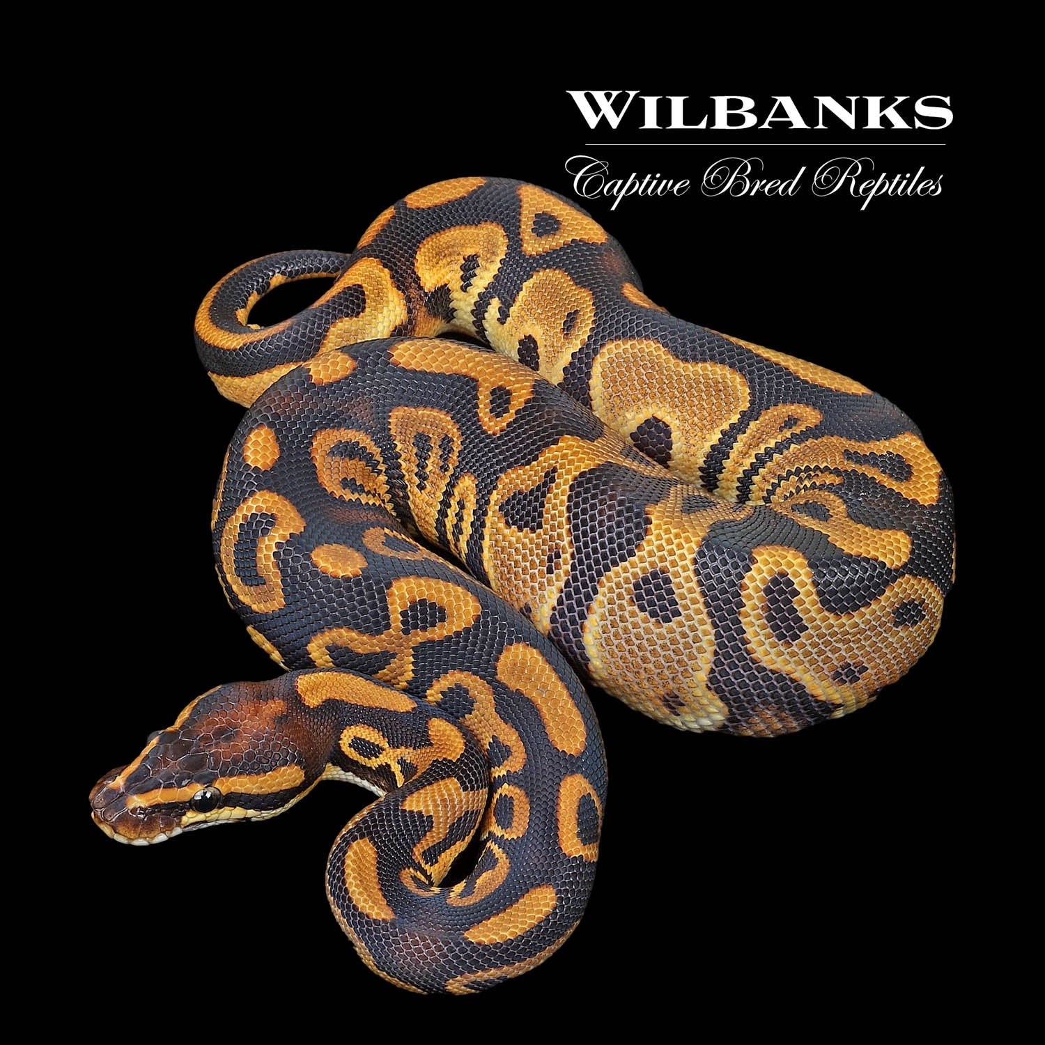 Leopard 100% Het. Lavender Albino Ball Python by Wilbanks Captive Bred ...