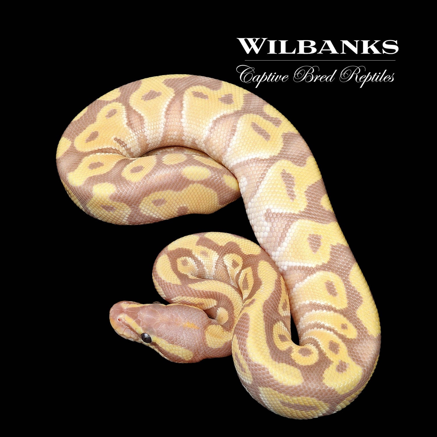 Banana Mojave Enchi Ball Python by Wilbanks Captive Bred Reptiles ...