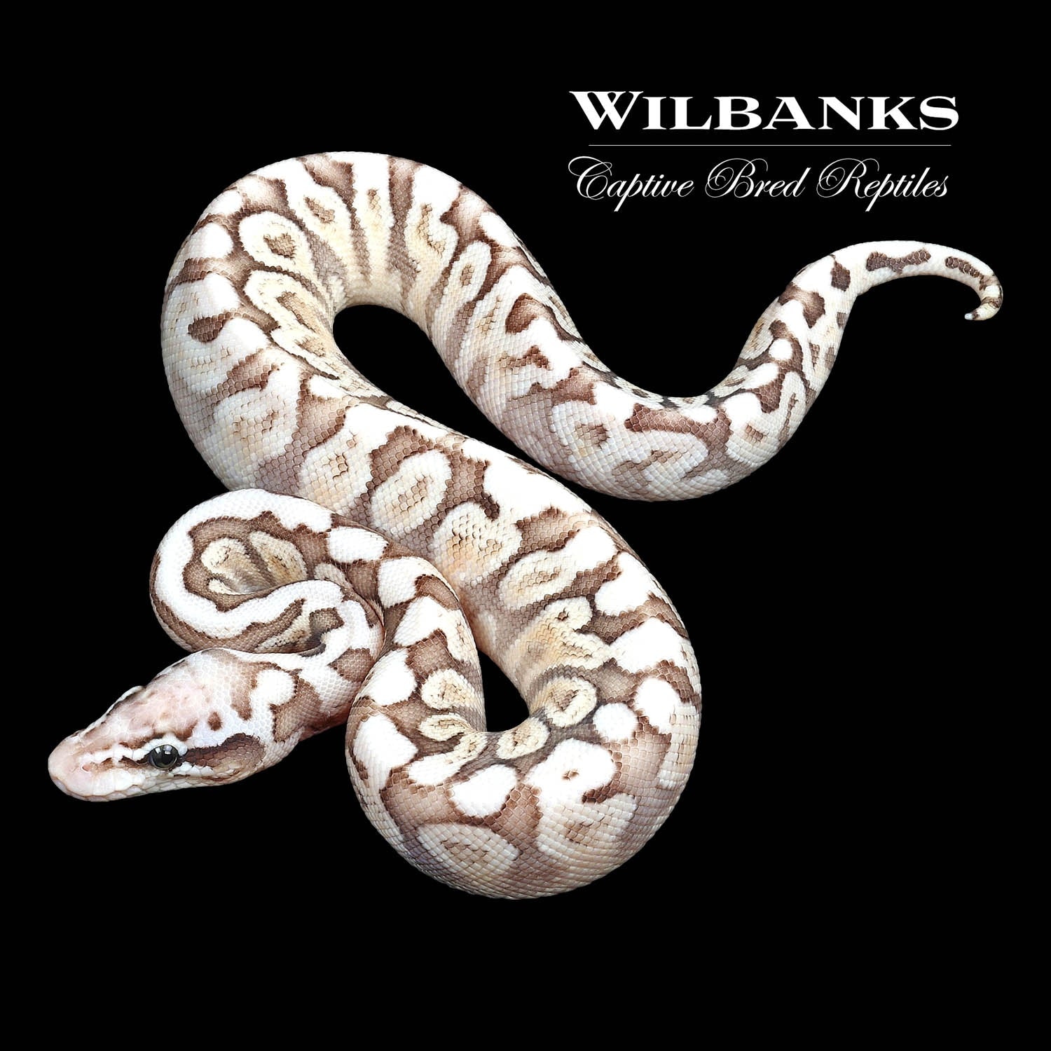 ButterFly GHI Fire Spider Ball Python by Wilbanks Captive Bred Reptiles ...