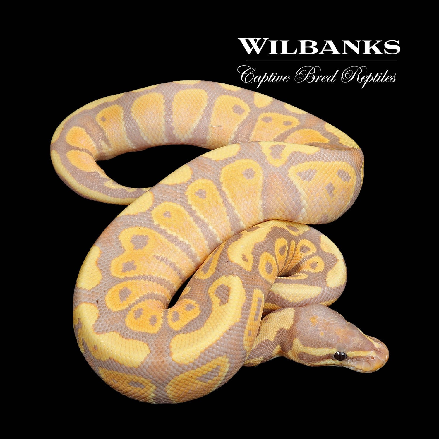 Banana 100% Het. Clown Ball Python by Wilbanks Captive Bred Reptiles ...