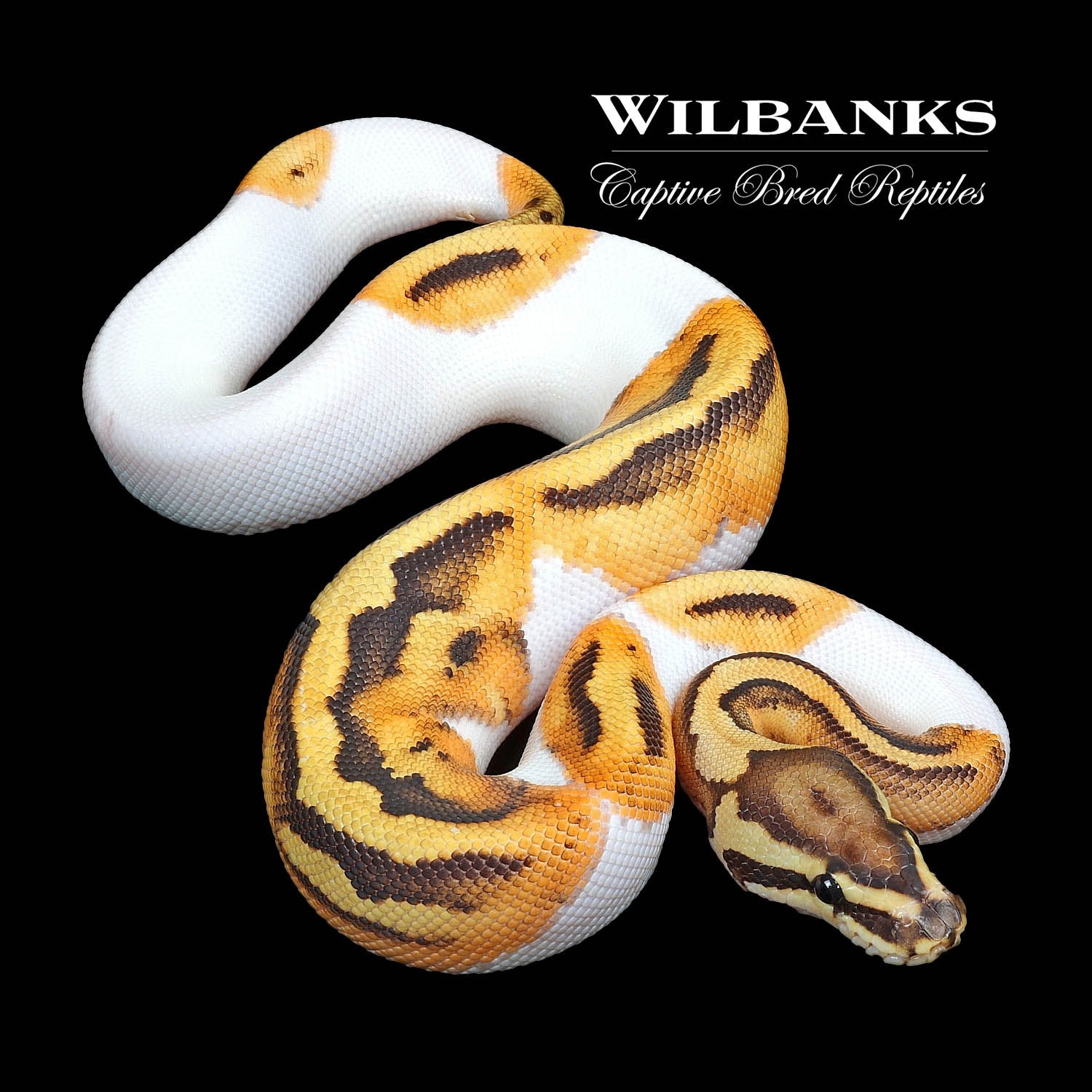 Fire Pied Ball Python by Wilbanks Captive Bred Reptiles - MorphMarket