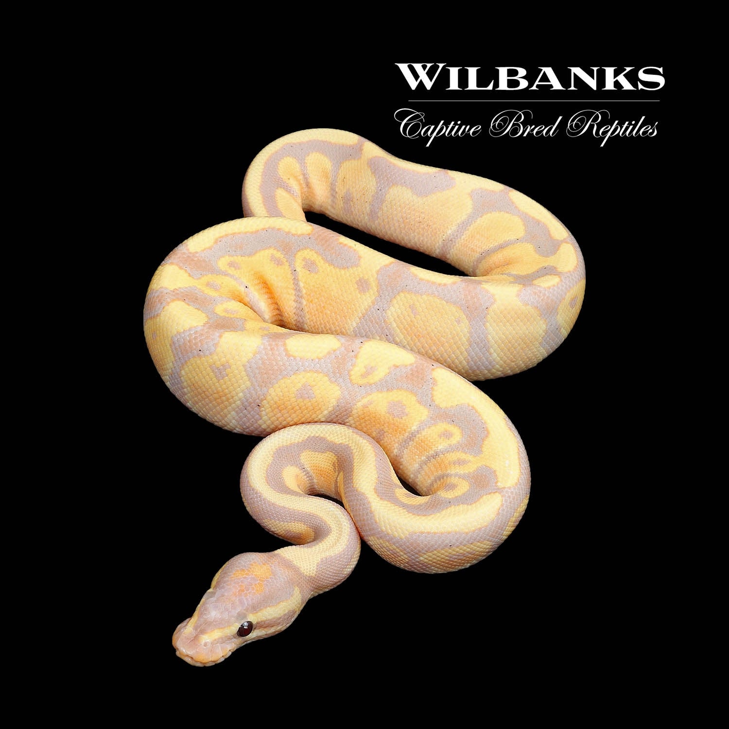 Banana Fire Ball Python by Wilbanks Captive Bred Reptiles - MorphMarket