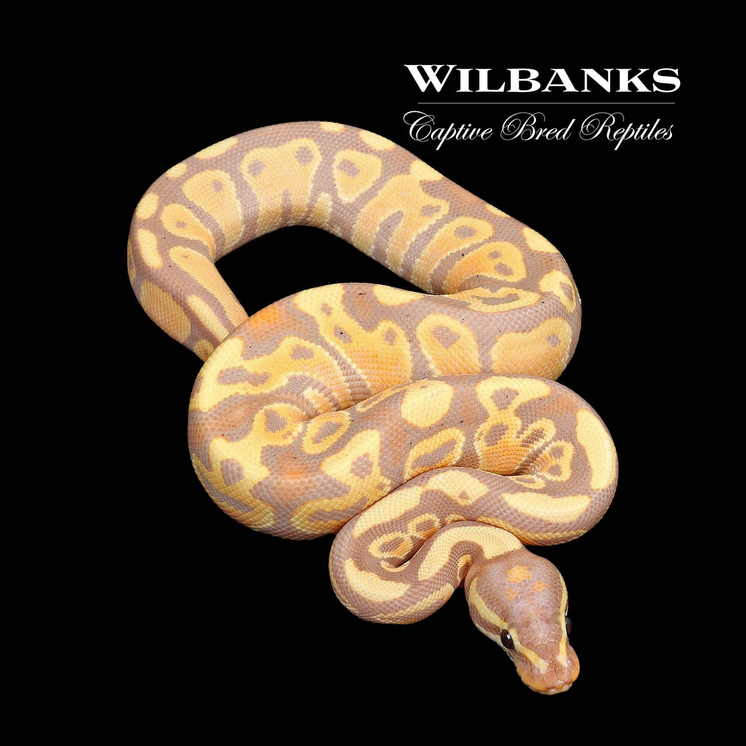 Banana Ball Python by Wilbanks Captive Bred Reptiles - MorphMarket