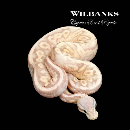 Banana Pewter Yellow Belly Ball Python by Wilbanks Captive Bred Reptiles