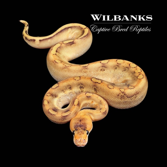 Champagne 100% Het. Orange Crush Ball Python by Wilbanks Captive Bred Reptiles