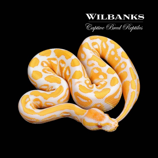 Lavender Albino Ball Python by Wilbanks Captive Bred Reptiles