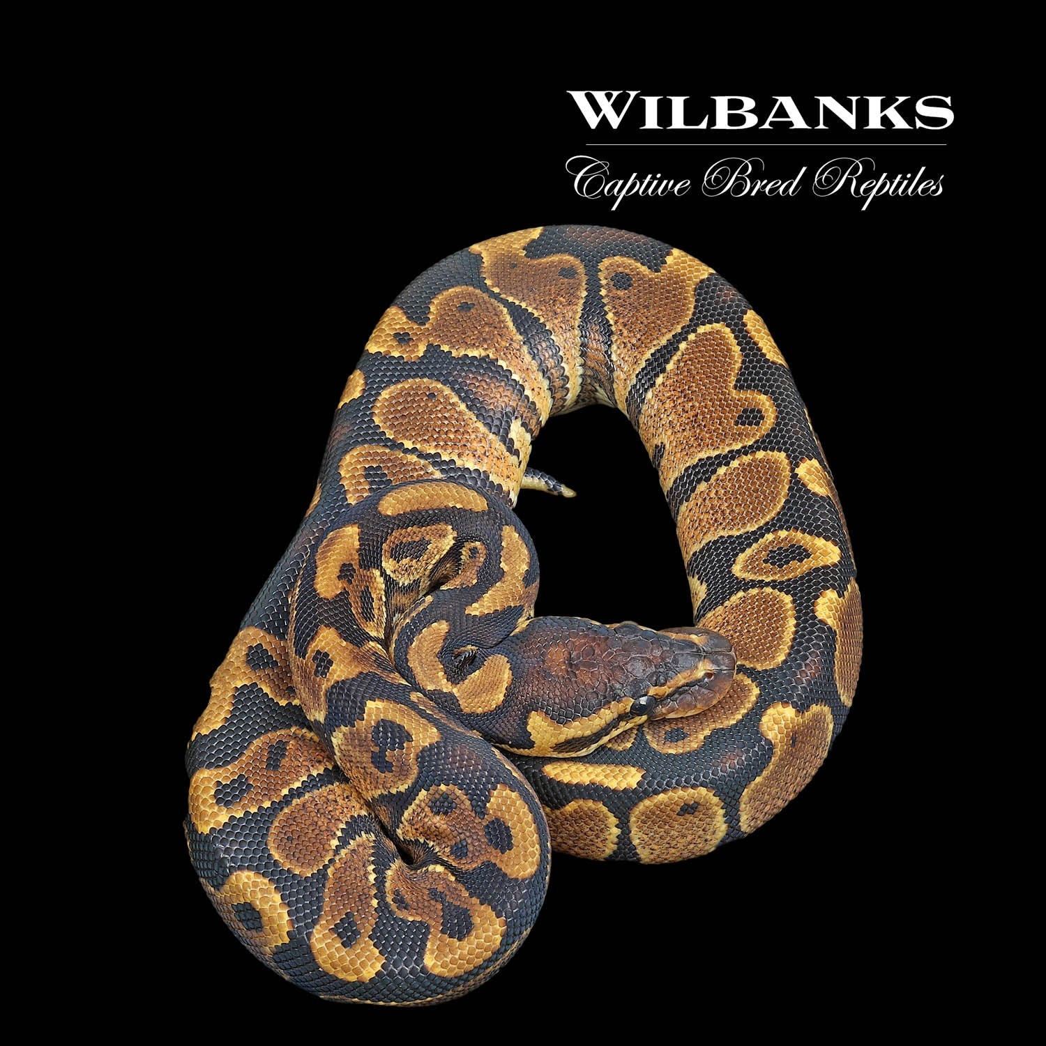 Yellow Belly Ball Python by Wilbanks Captive Bred Reptiles - MorphMarket