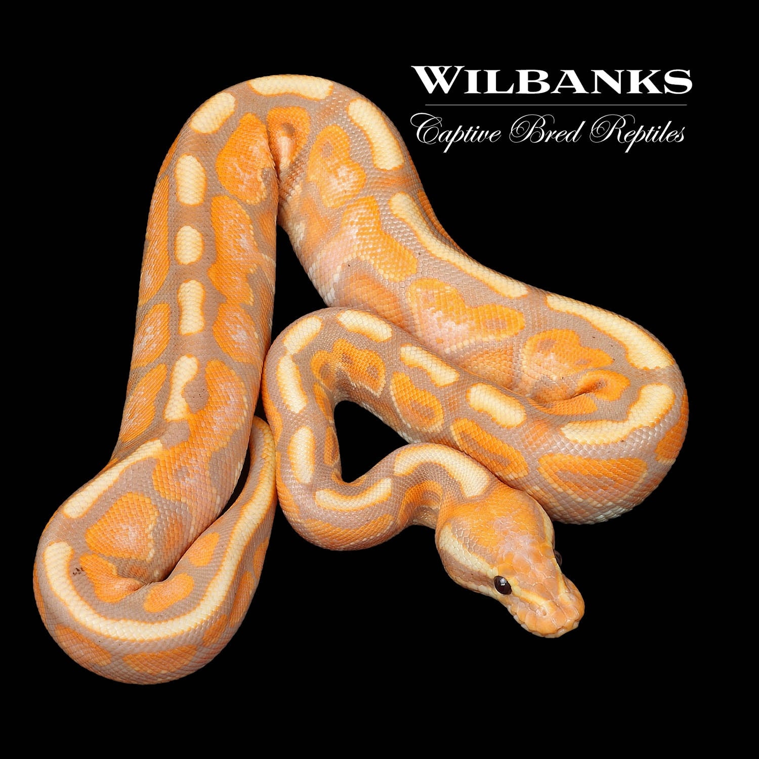 Banana Cinnamon Enchi Spotnose Ball Python by Wilbanks Captive Bred ...