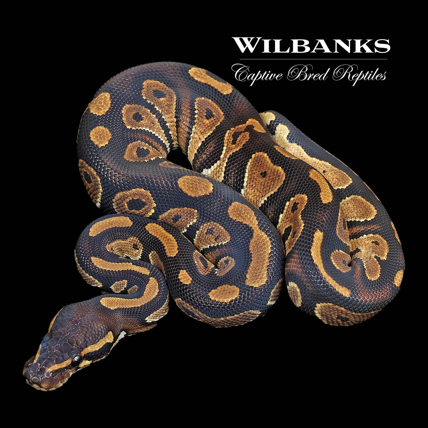 Blackhead Ball Python by Wilbanks Captive Bred Reptiles - MorphMarket