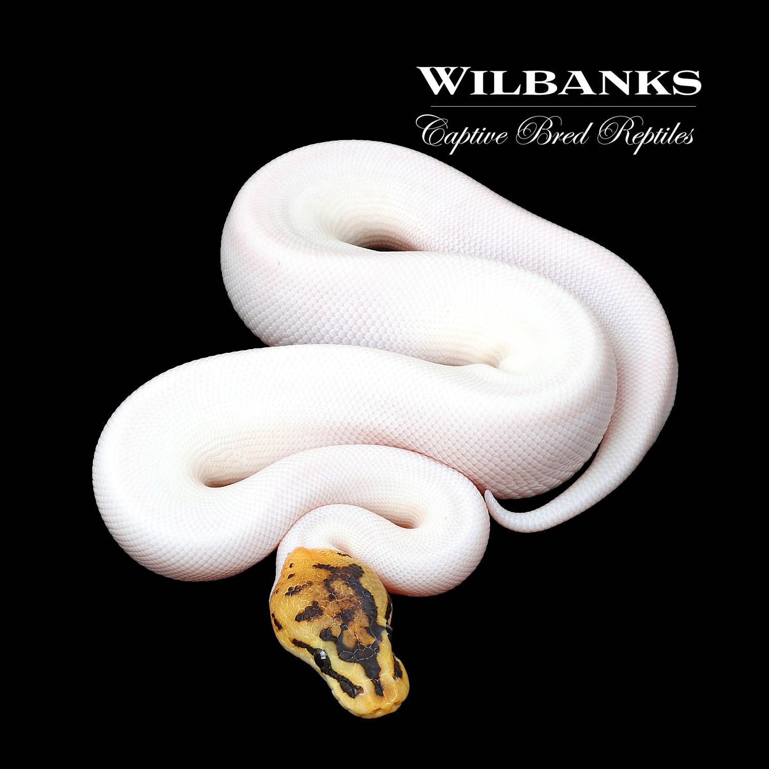 Spied Ball Python by Wilbanks Captive Bred Reptiles - MorphMarket