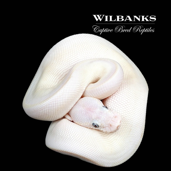 Blue Eyed Leucistic (Lucy) (Mojave Russo) Ball Python by Wilbanks ...