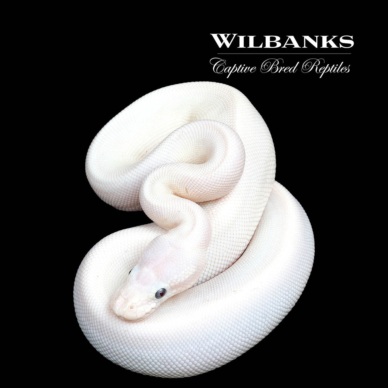 Blue Eyed Leucistic (Lucy) (Mojave Russo) Ball Python by Wilbanks ...