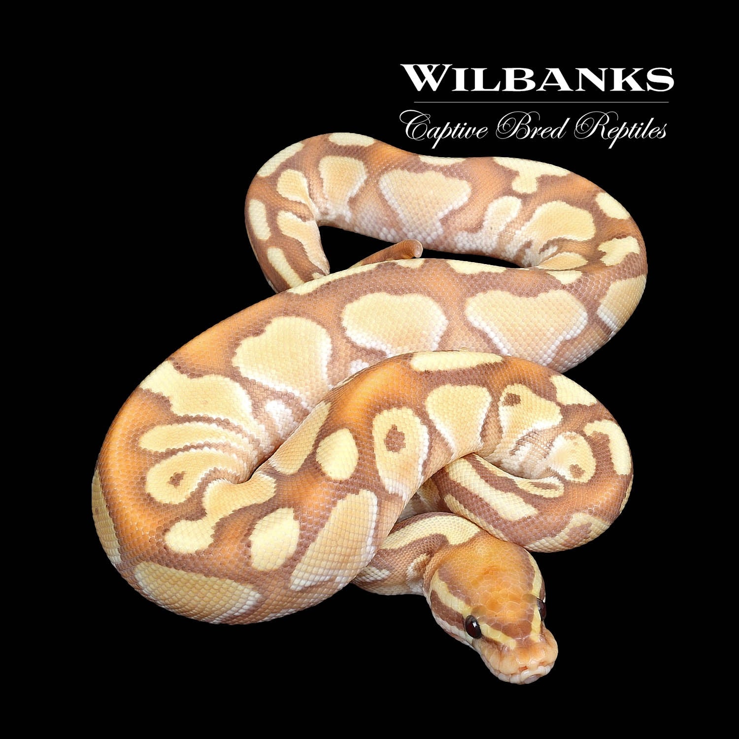 Banana Butter Ball Python by Wilbanks Captive Bred Reptiles - MorphMarket