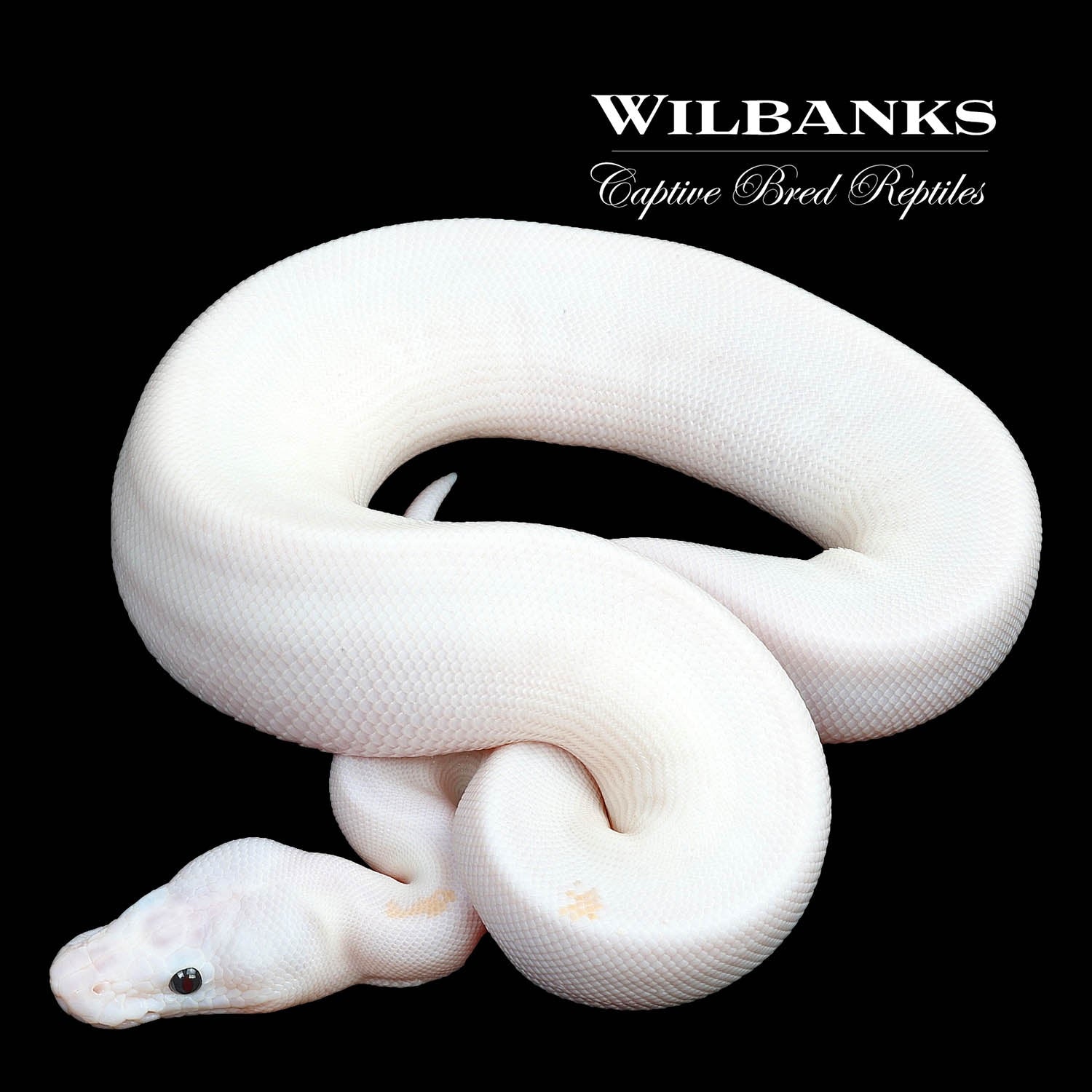 Super Fire Ball Python by Wilbanks Captive Bred Reptiles - MorphMarket