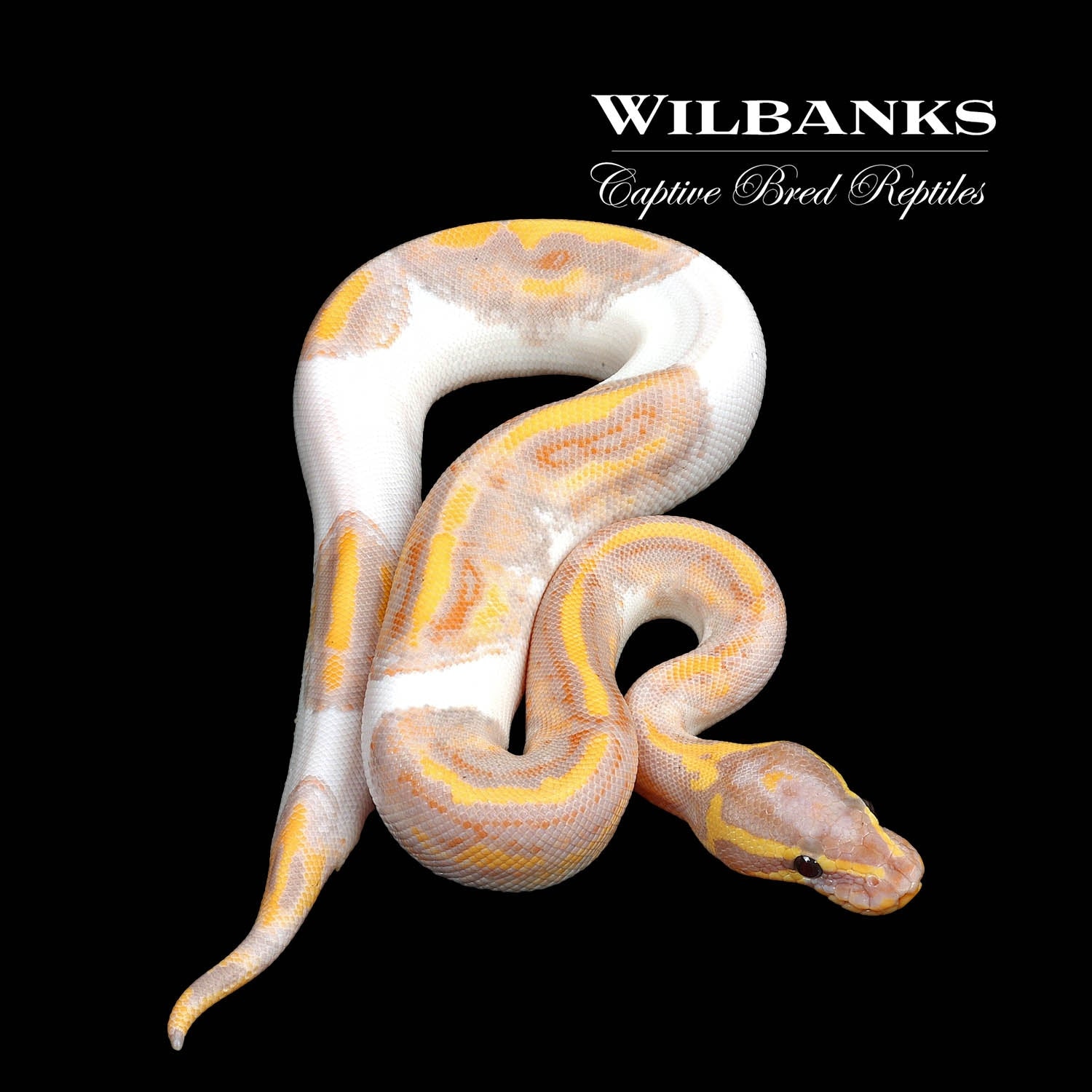 Banana Pied Ball Python by Wilbanks Captive Bred Reptiles - MorphMarket