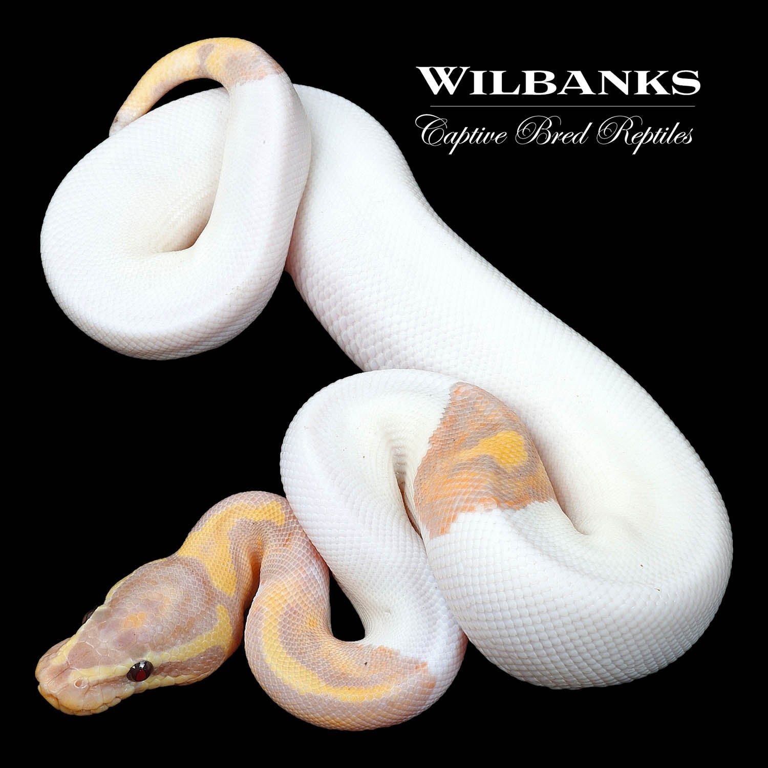 Banana Pied Ball Python by Wilbanks Captive Bred Reptiles - MorphMarket