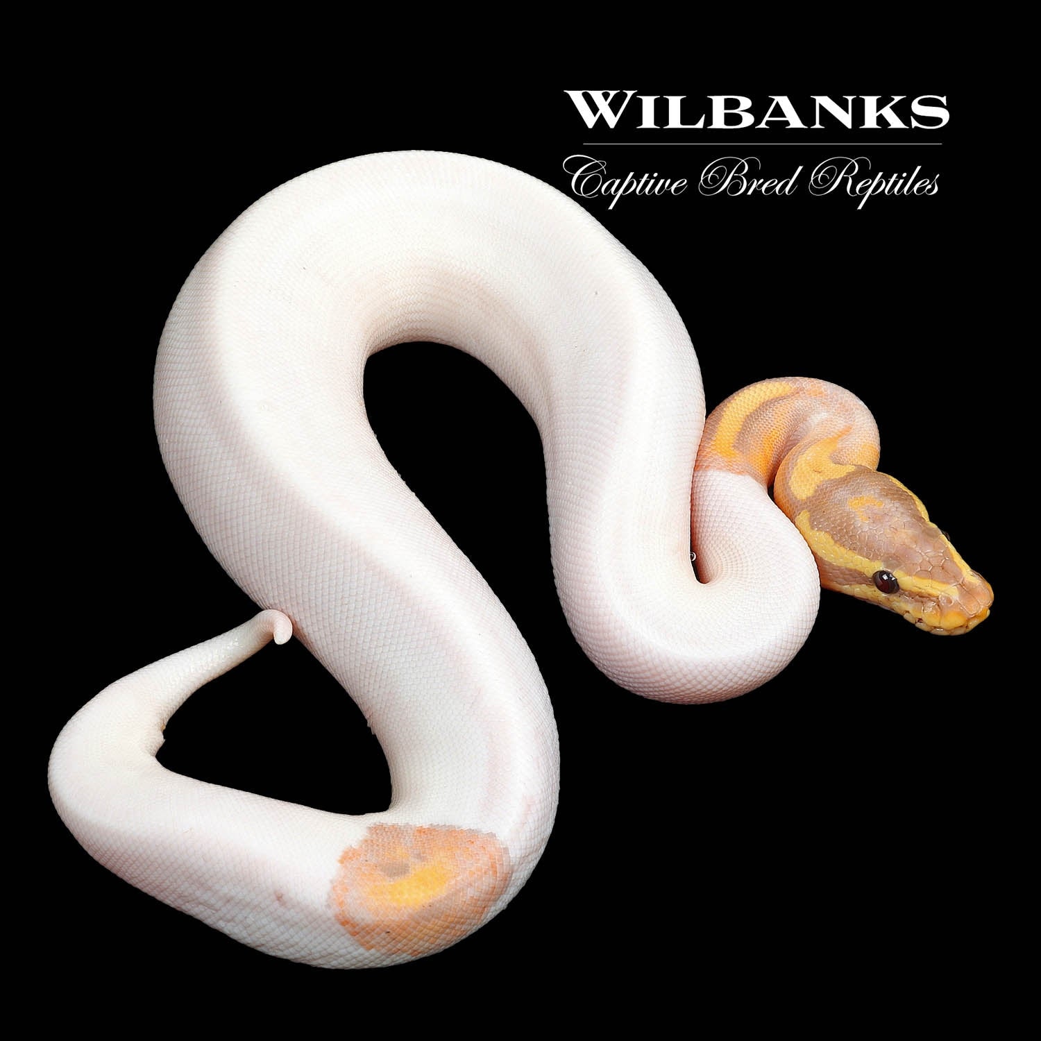 Banana Pied Ball Python by Wilbanks Captive Bred Reptiles - MorphMarket