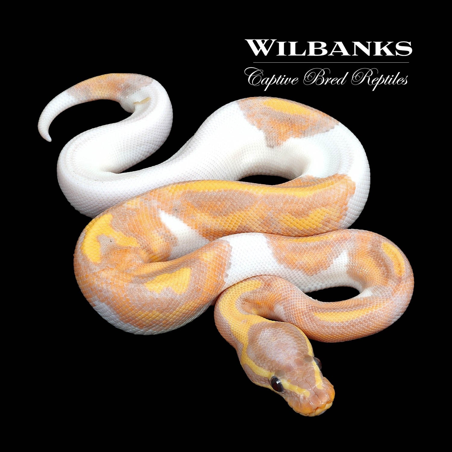 Banana Pied Ball Python by Wilbanks Captive Bred Reptiles - MorphMarket