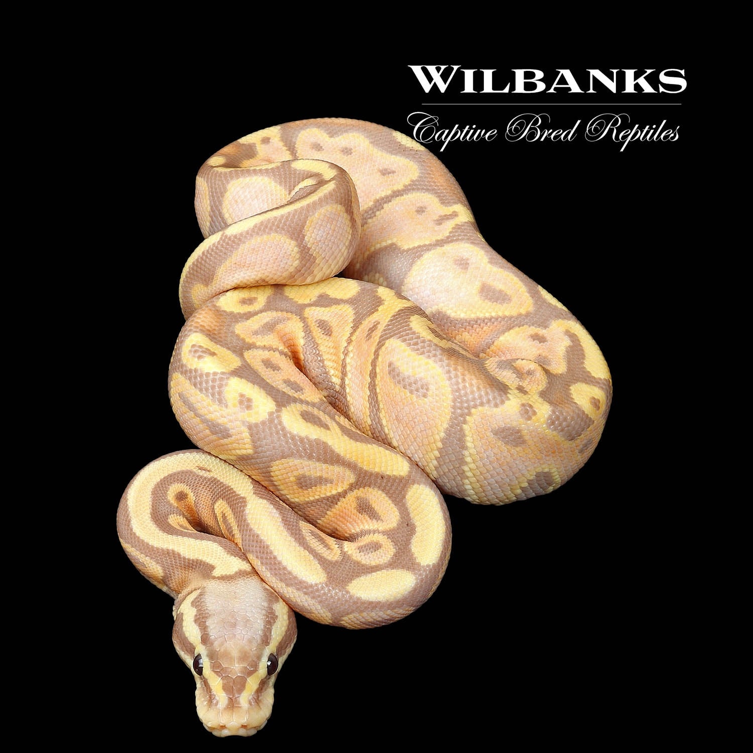 Banana Pastel Ball Python by Wilbanks Captive Bred Reptiles - MorphMarket