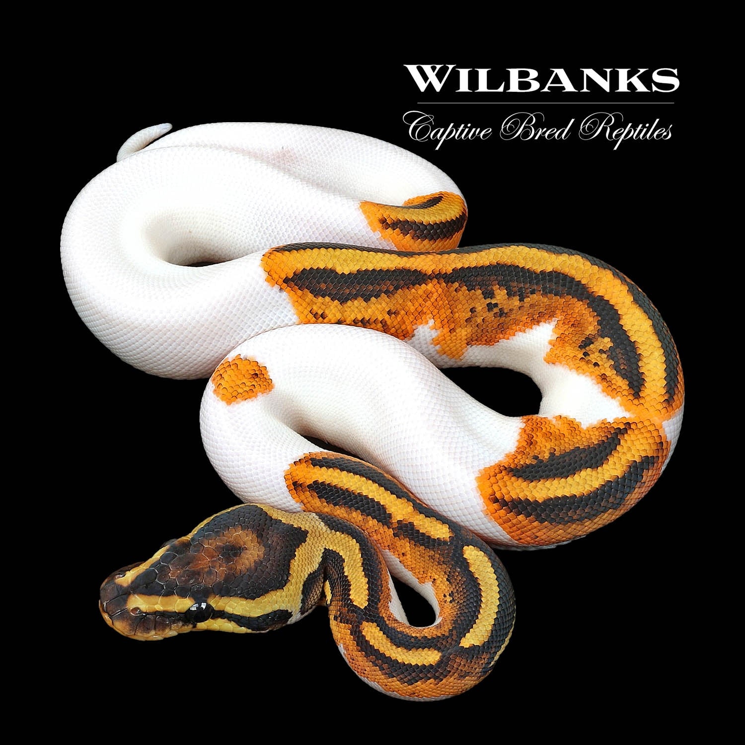 Yellow Belly Pied Ball Python by Wilbanks Captive Bred Reptiles ...