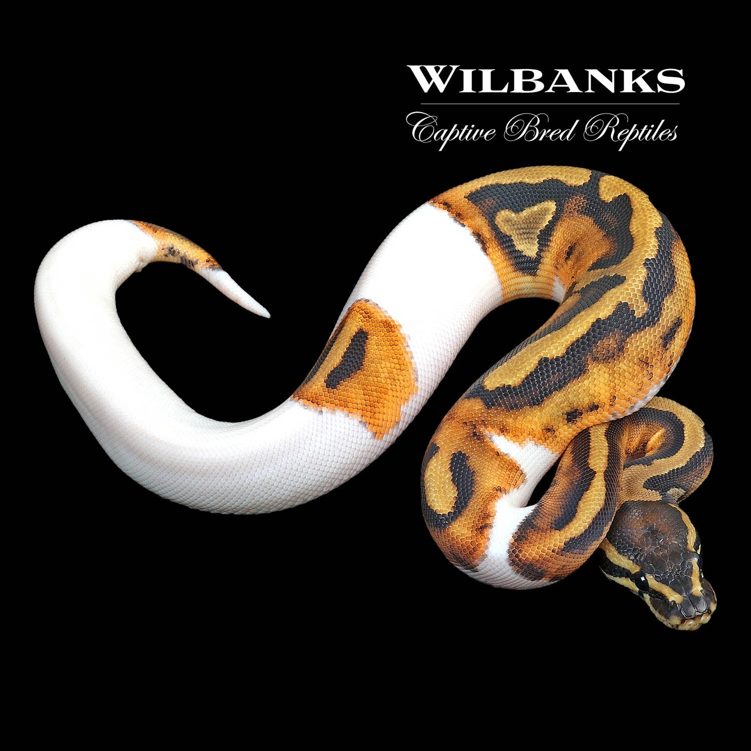 Pied Ball Python by Wilbanks Captive Bred Reptiles - MorphMarket